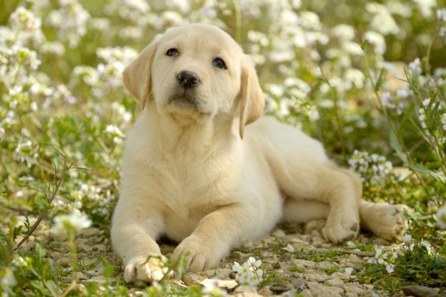CONSEJOS PARA PASEAR A TU CACHORRO - Venda de cadells de gos - Cria ...
